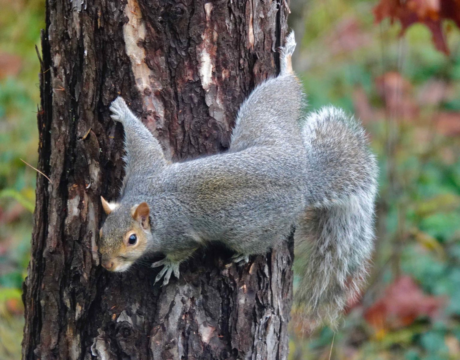 Eastern Gray Squirrel – 11/27/20 – Sharon Friends of Conservation
