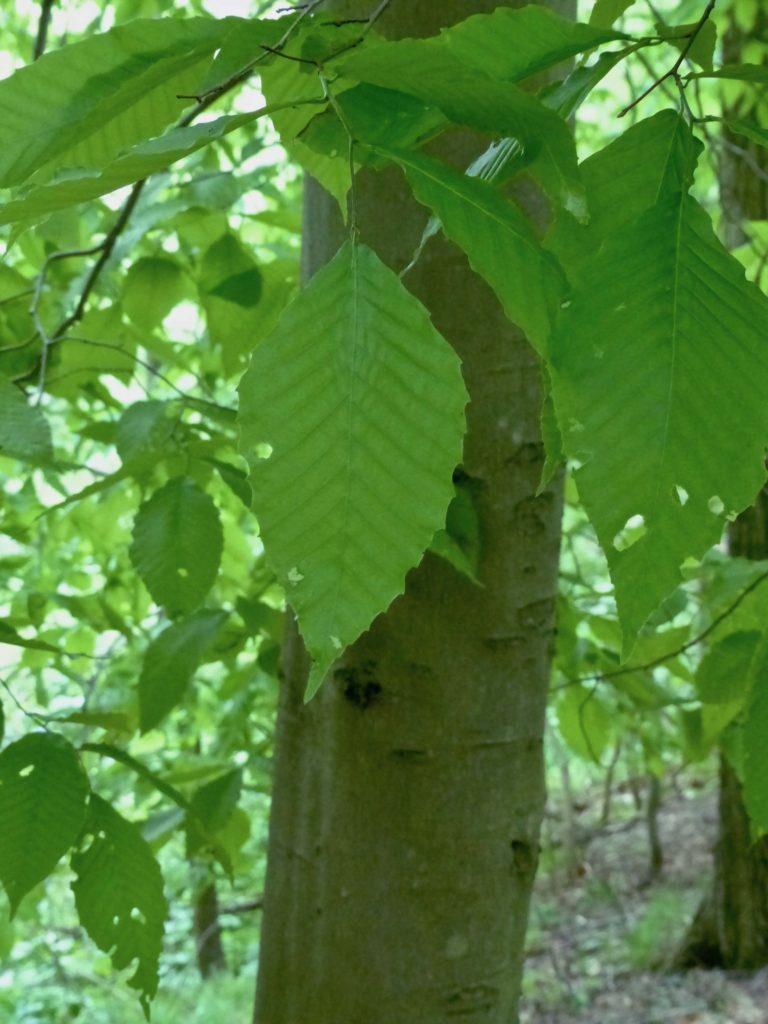 American Beech tree – 5/22/18 – Sharon Friends of Conservation
