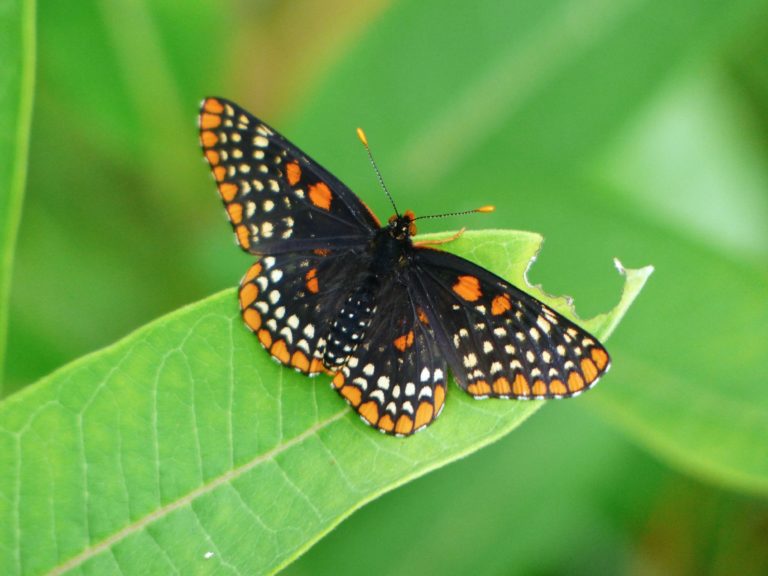 Baltimore Checkerspot butterfly – 6/25/15 – Sharon Friends of Conservation
