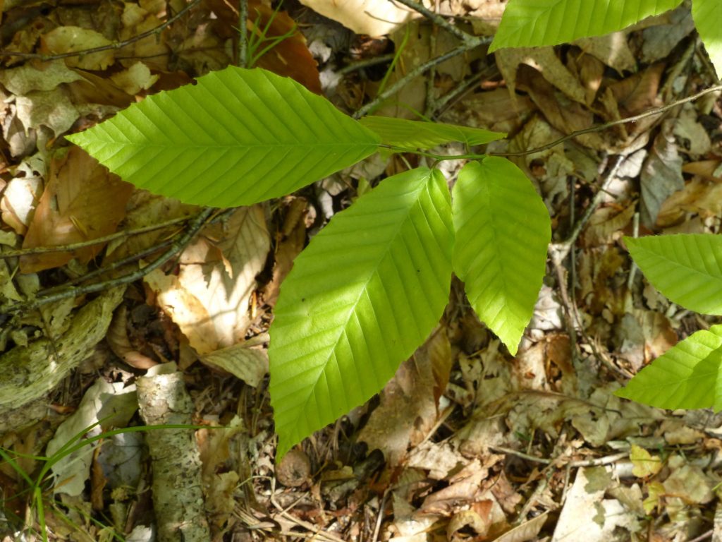 American Beech Tree – 5/19/19 – Sharon Friends of Conservation
