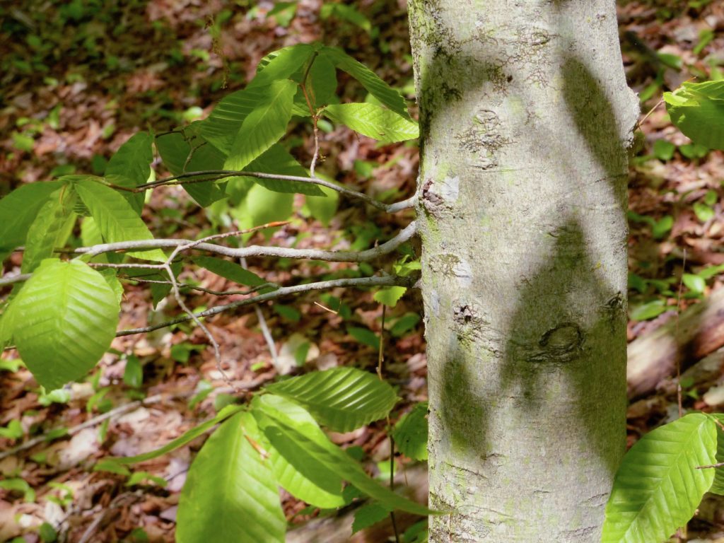 American Beech Tree – 5/19/19 – Sharon Friends of Conservation
