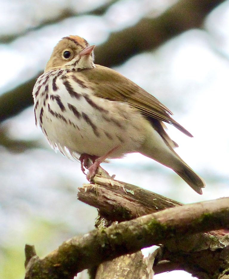 Ovenbird – 5/13/19 – Sharon Friends of Conservation