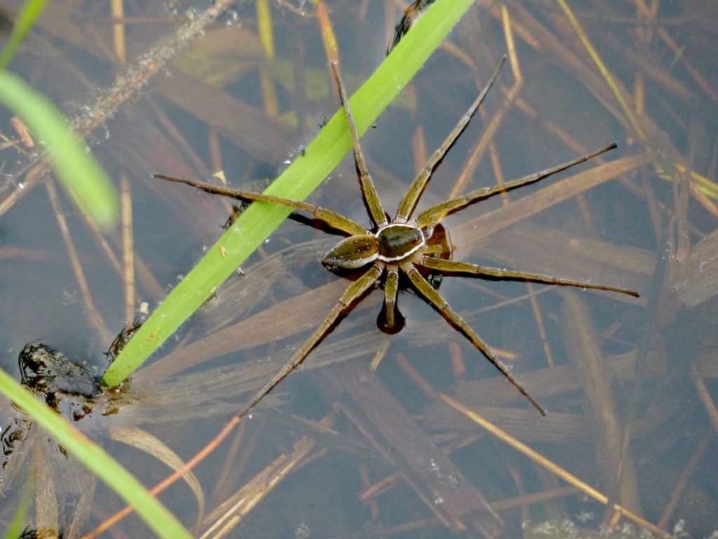 Six-spotted Fishing Spider – 6/2/13 – Sharon Friends of Conservation