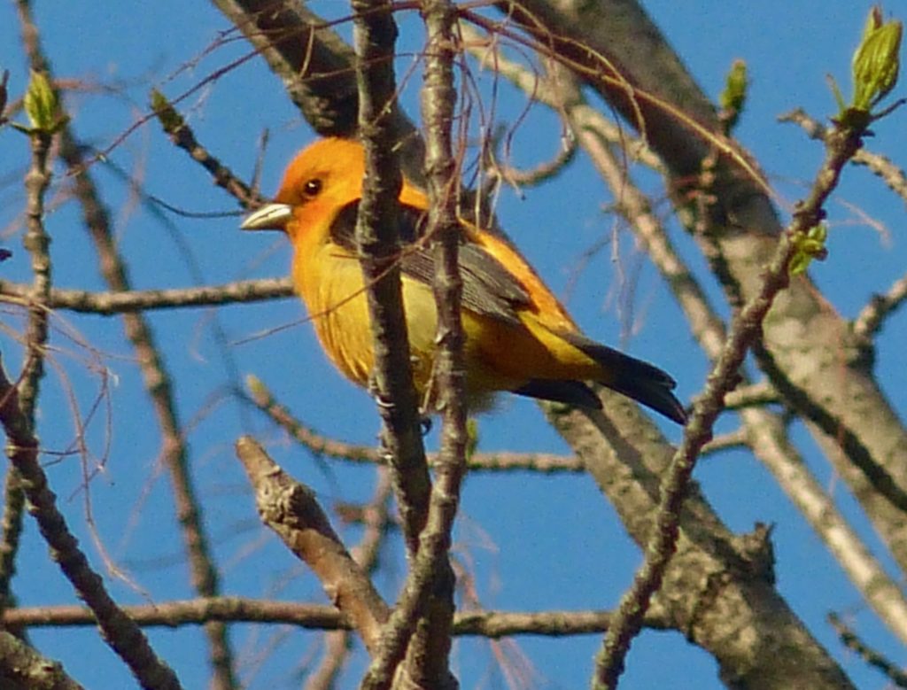 Scarlet tanager (orange variant) – 5/9/19 – Sharon Friends of Conservation