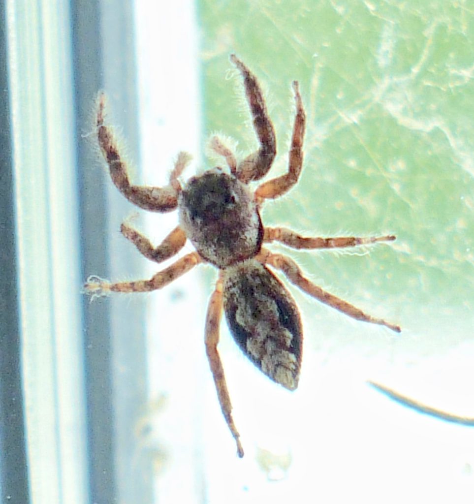 Tan Jumping Spider – 5/25/19 – Sharon Friends of Conservation
