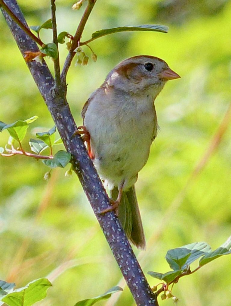 Field Sparrow – 6/2/19 – Sharon Friends of Conservation