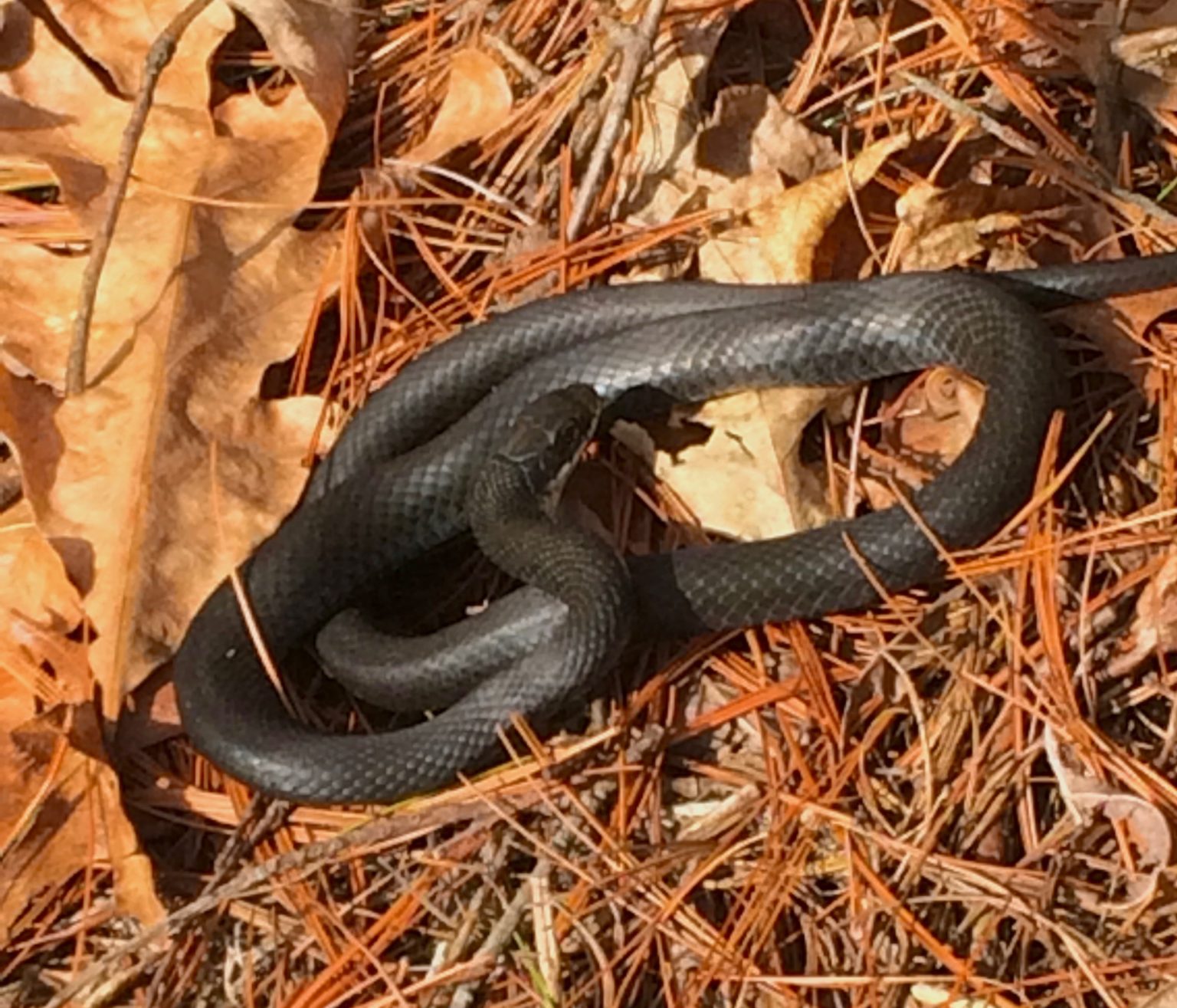 Black Racer – 1/11/20 – Sharon Friends of Conservation