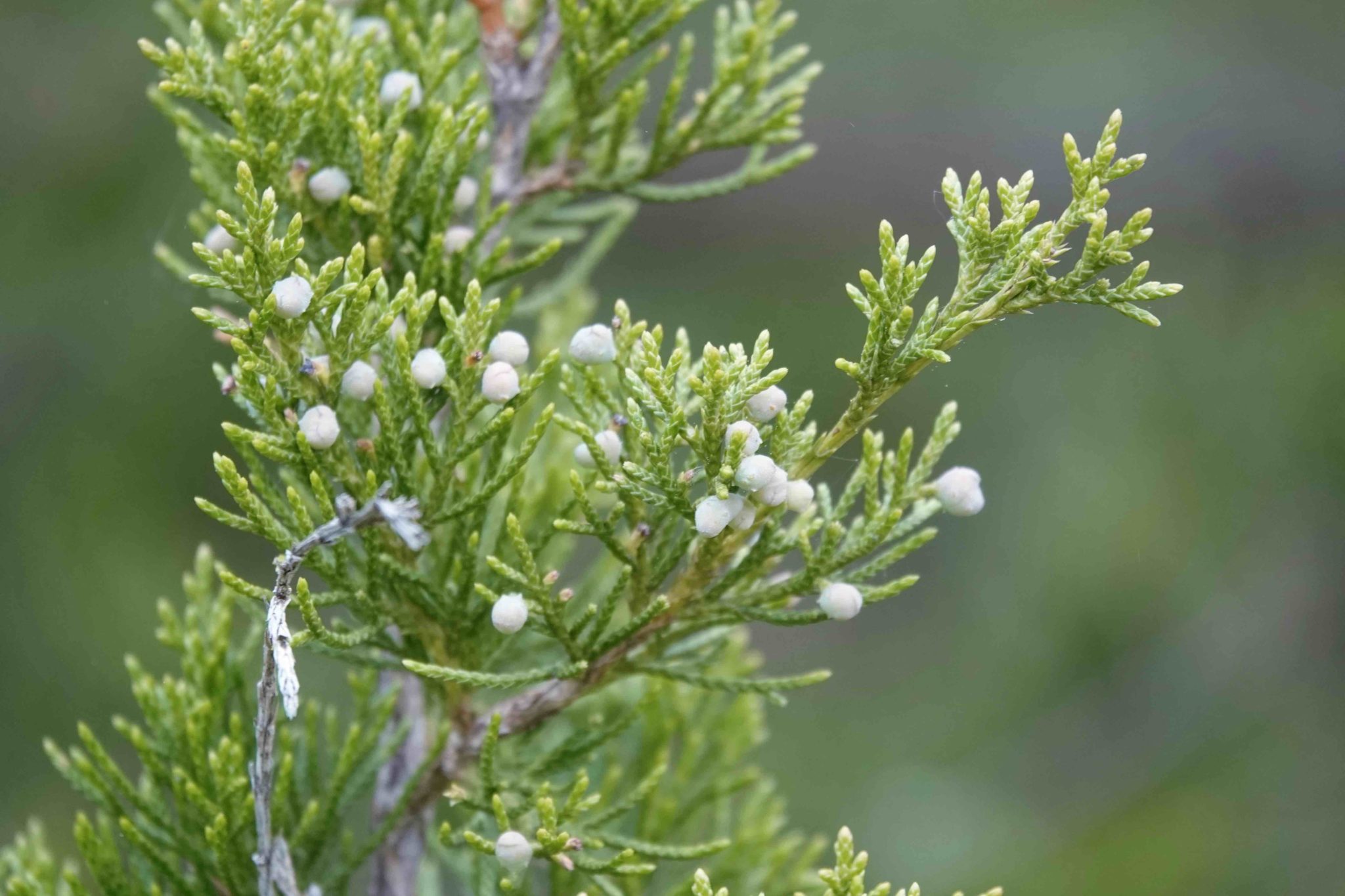 Eastern Redcedar Tree – 6/9/20 – Sharon Friends of Conservation