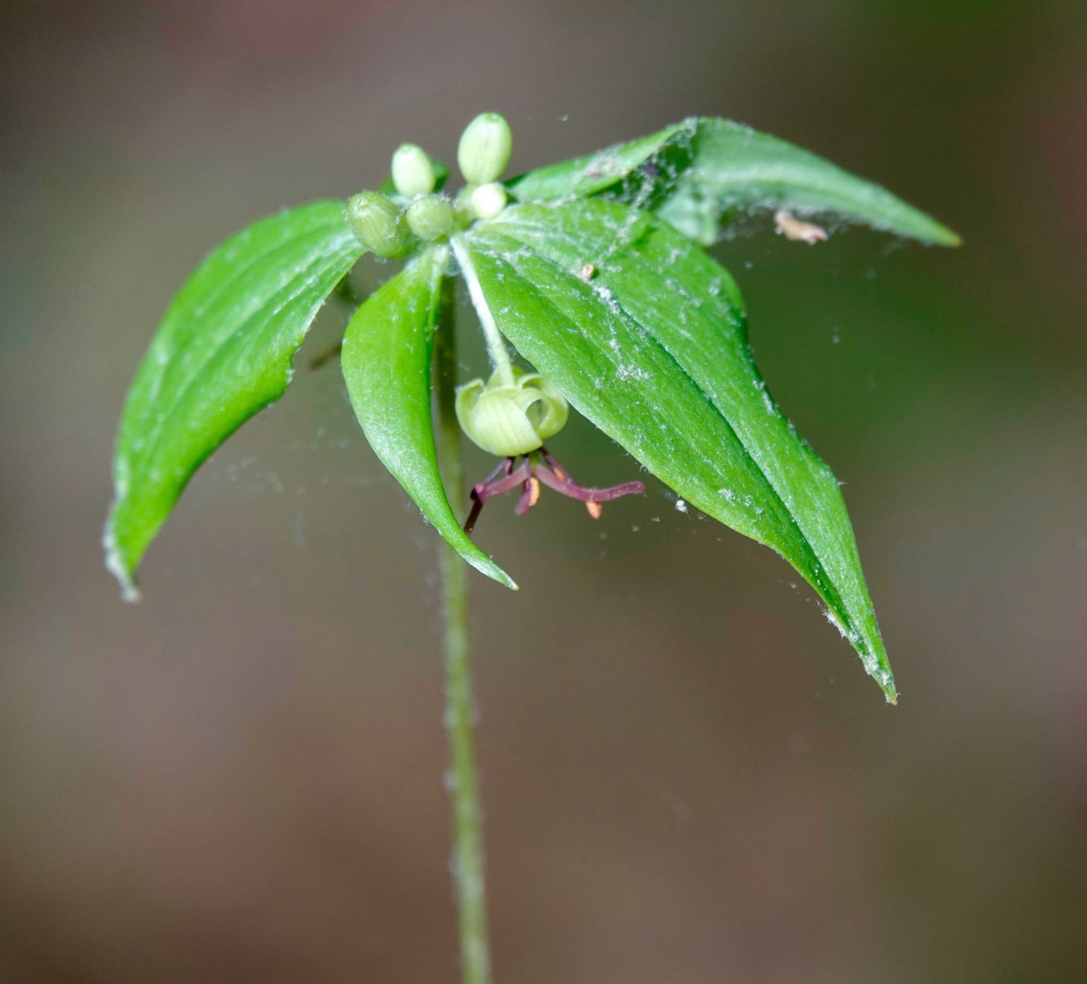 Indian Cucumber Root – 5/30/20 – Sharon Friends of Conservation
