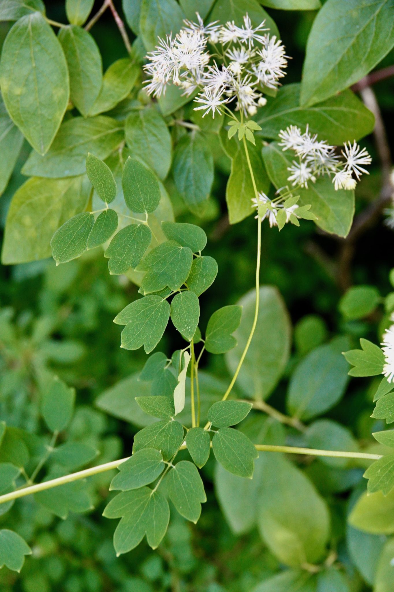 Tall Meadow Rue – 6/24/21 – Sharon Friends of Conservation